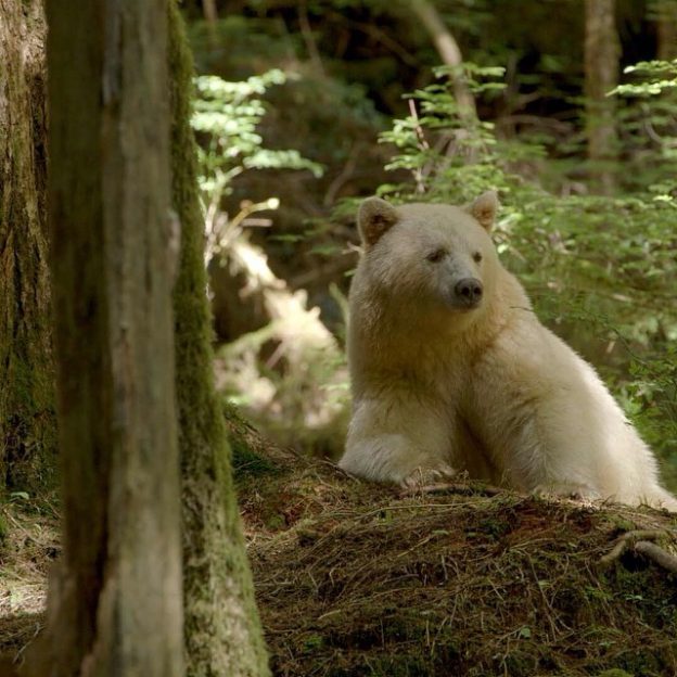 10 Intriguing Facts About The Spirit Bear - We Love Bears Blog